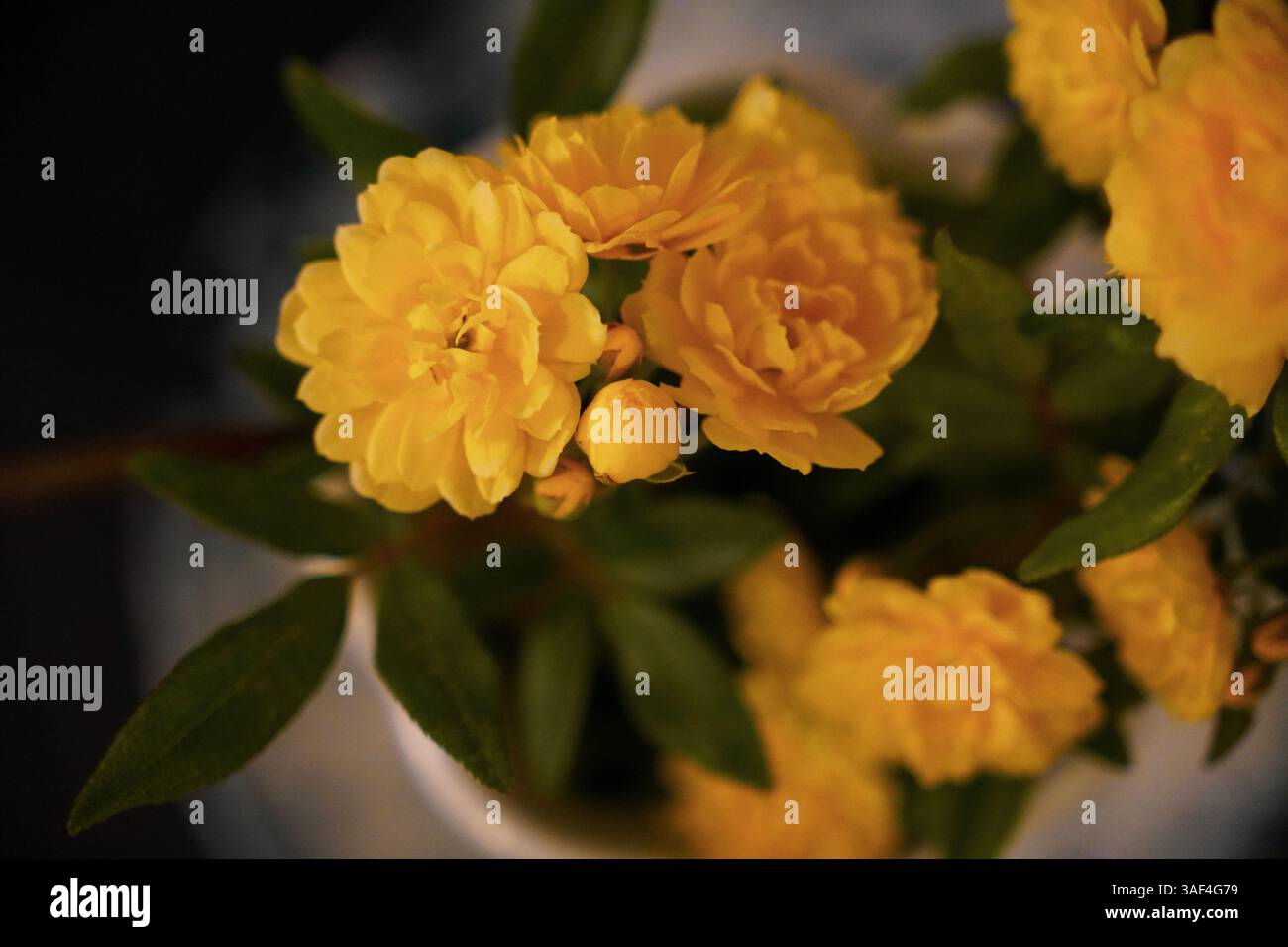 Atlanta garden roses hi-res stock photography and images - Alamy