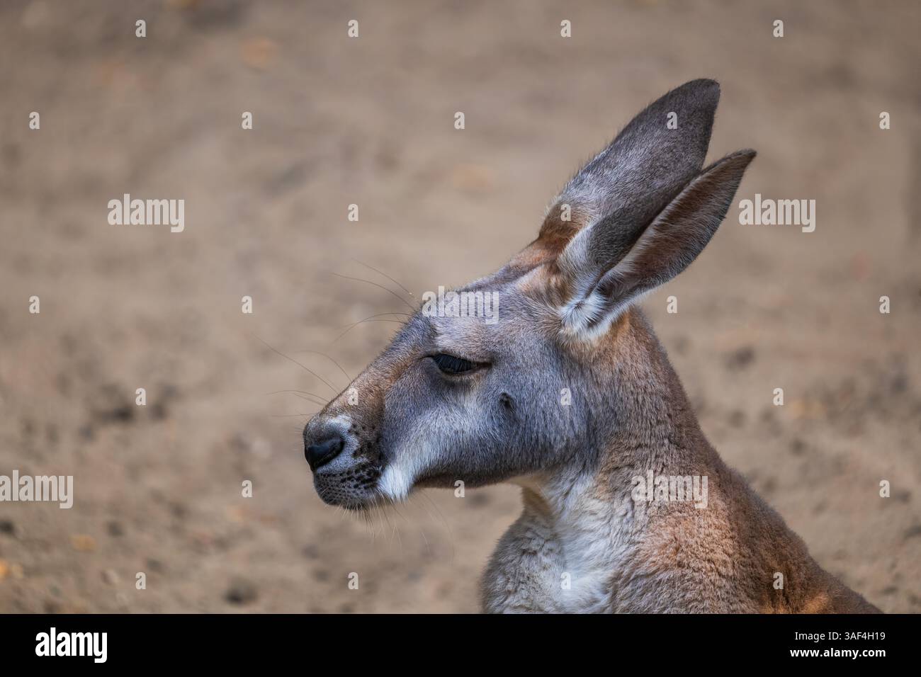 The Red Kangaroo (Macropus rufus) portrait, terrestrial marsupial ...