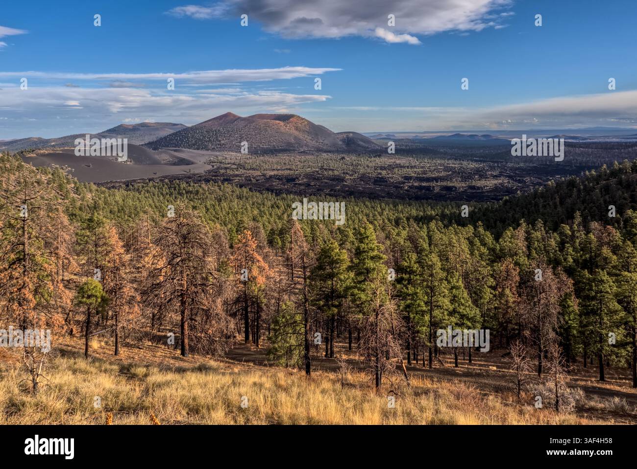 View of Sunset Crater volcano from the forested slope of O'Leary Peak ...