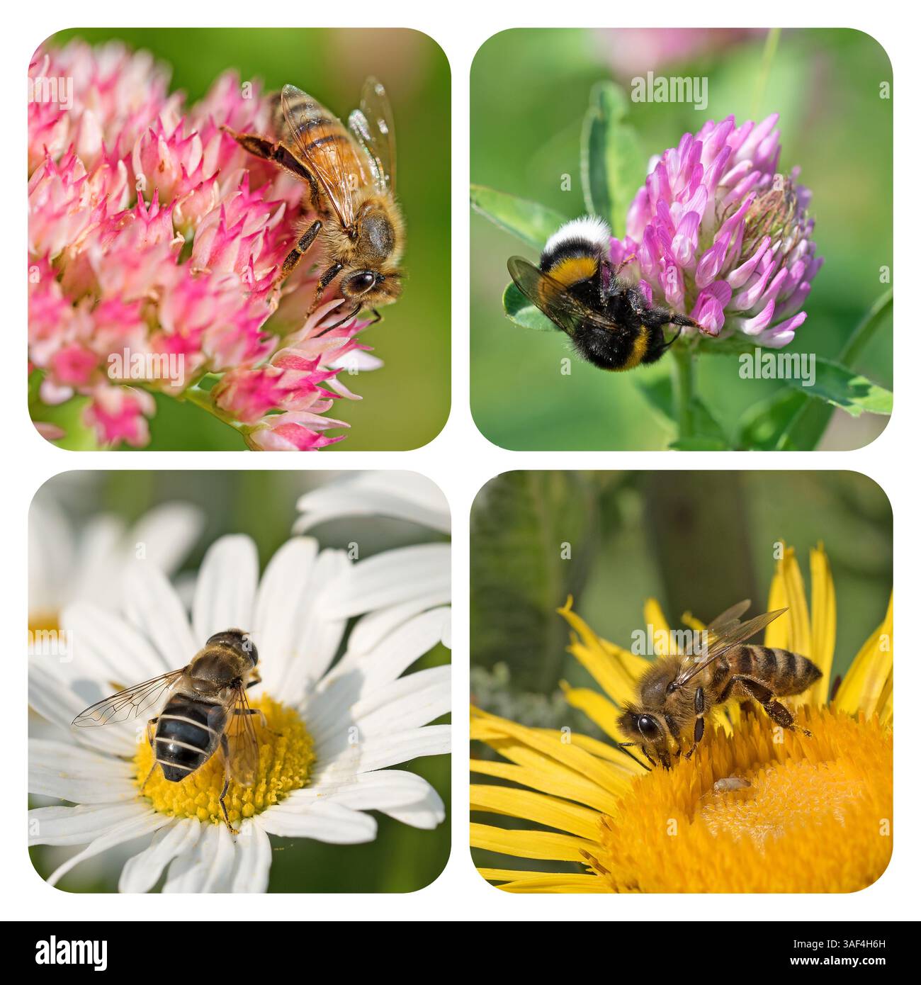 Bees and bumblebees on flowers in a collage Stock Photo - Alamy