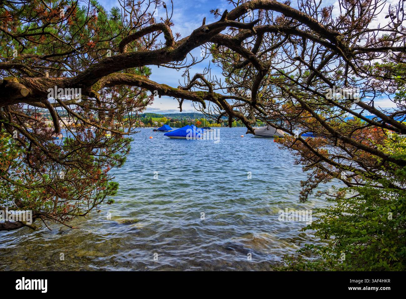 Pine tree canopy leaning over water of Lake Zurich (Zurichsee) in ...