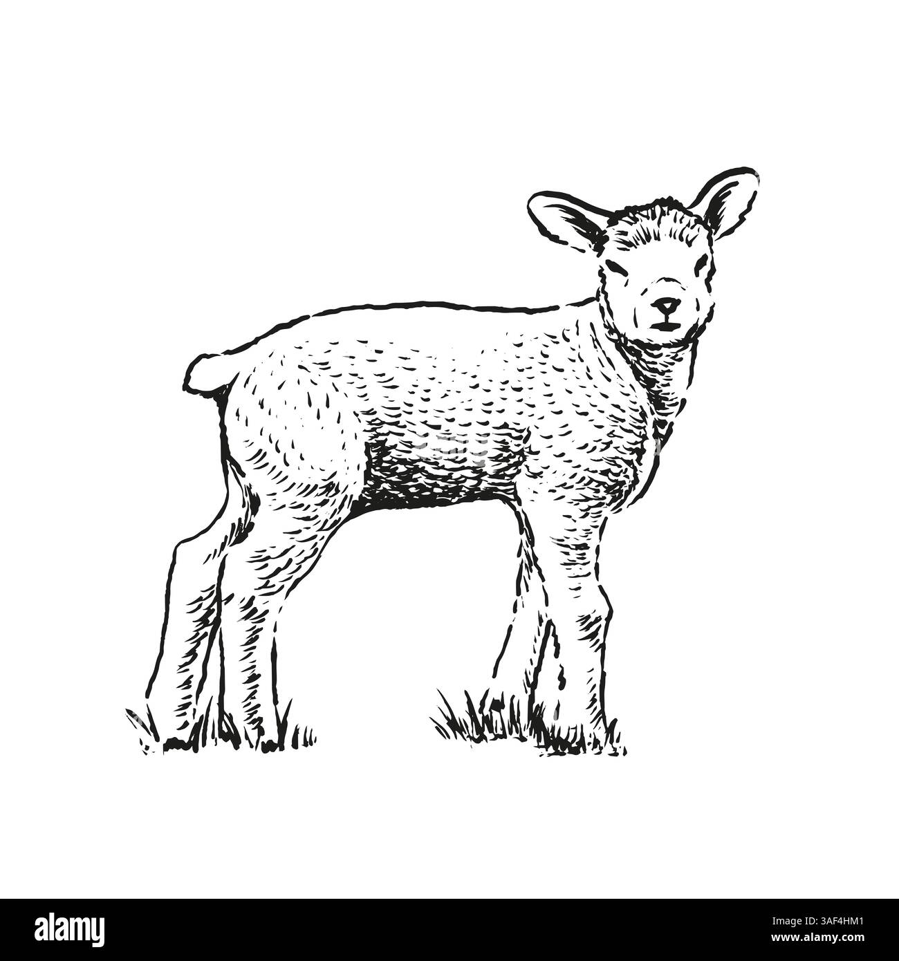 Hand drawn cute sheep Cut Out Stock Images & Pictures - Alamy