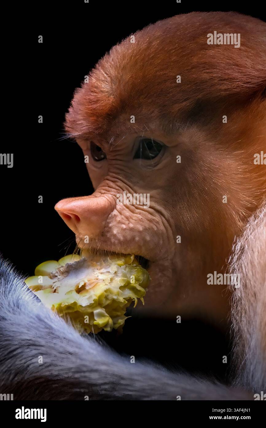 Proboscis monkey (Nasalis larvatus) or long-nosed monkey Stock Photo - Alamy