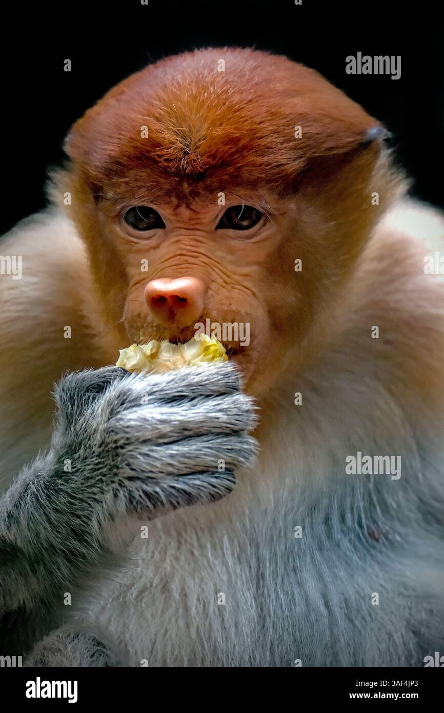 Proboscis monkey (Nasalis larvatus) or long-nosed monkey Stock Photo ...