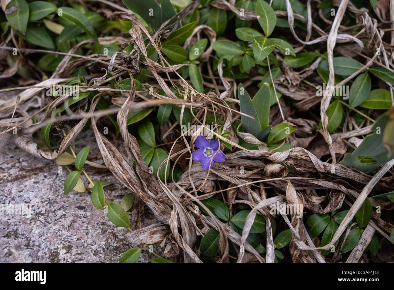 Single purple periwinkle flower blooms amid dry spring ground cover ...
