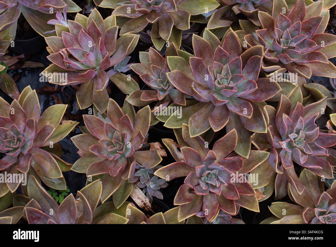 Rustic Succulent Rosettes – Earthy Tones and Natural Patterns Stock ...