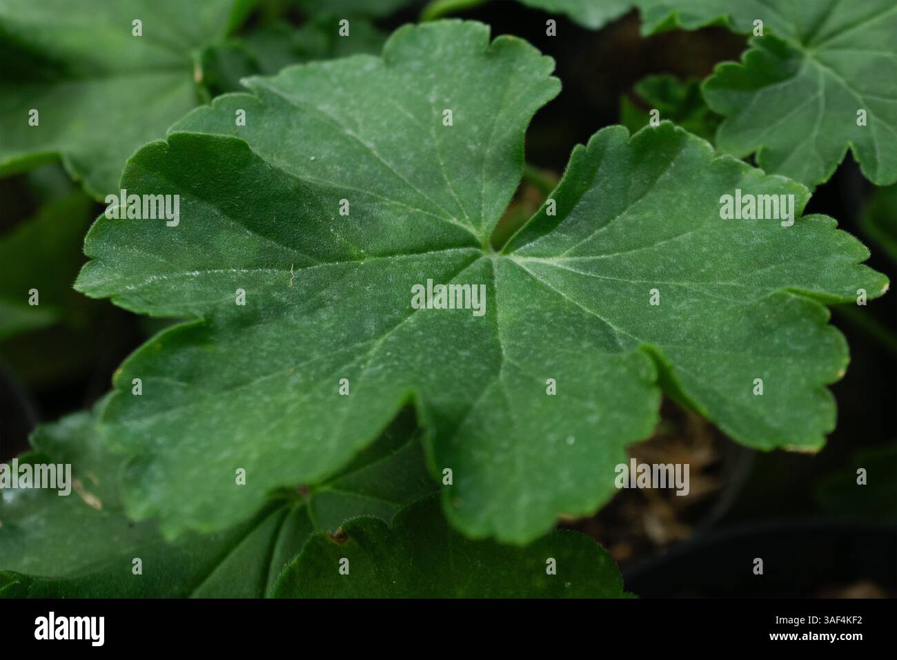 Velvety Geranium Leaves – Soft Green Foliage Stock Photo - Alamy
