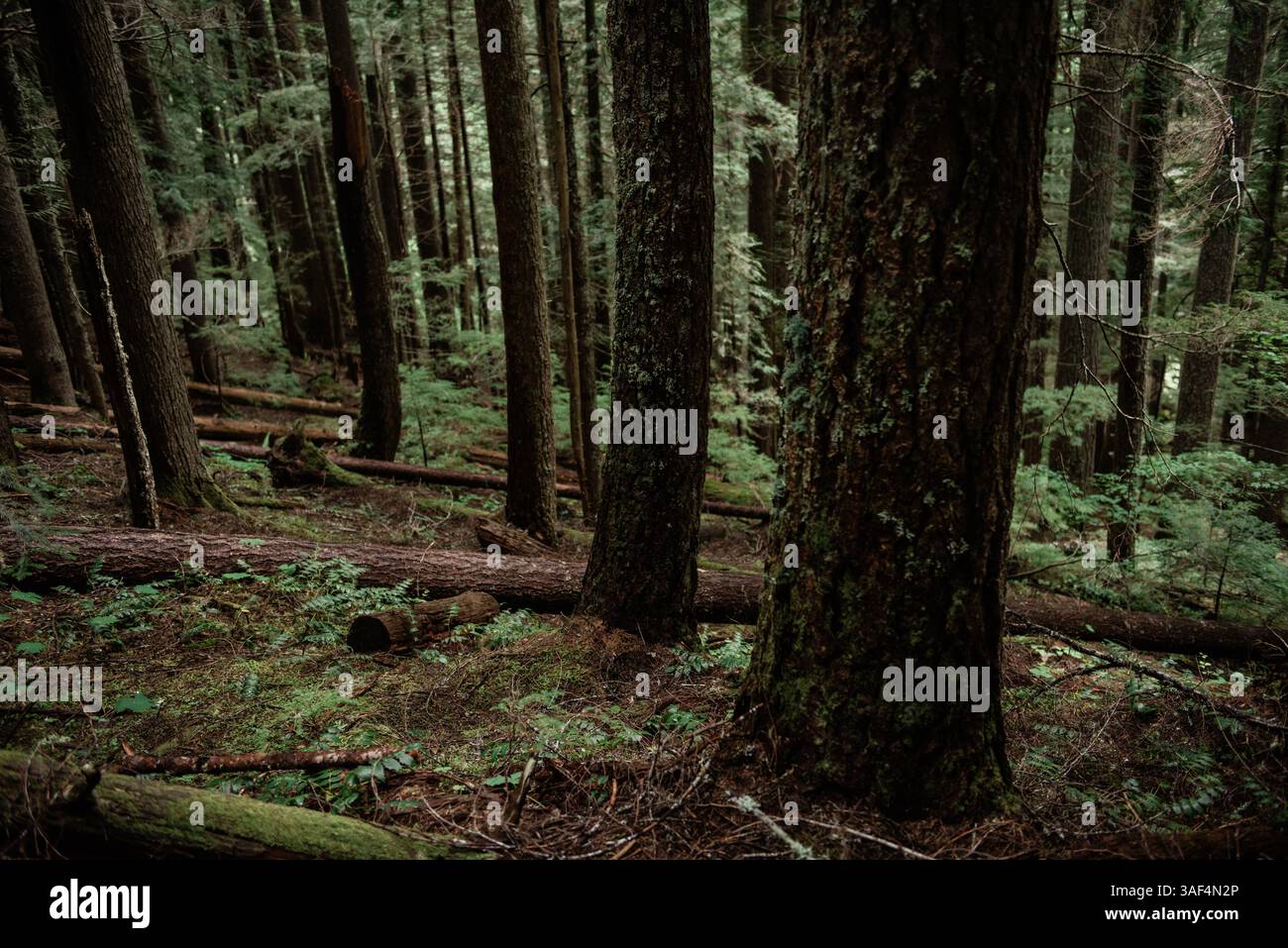 Moss-Covered Forest in the Pacific Northwest Stock Photo - Alamy