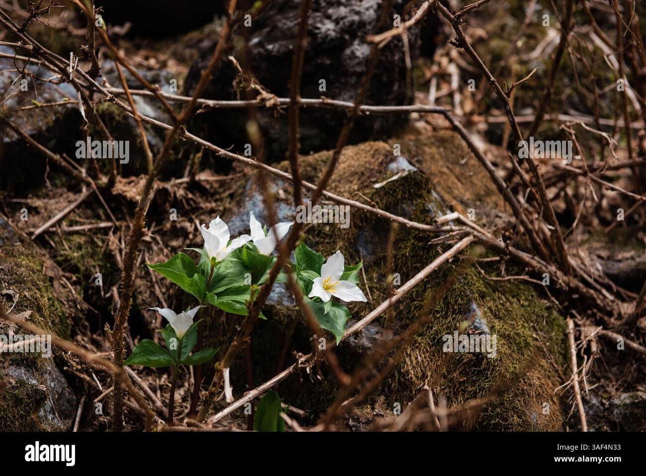 Spring Flowers Emerging in the Underbrush Stock Photo - Alamy