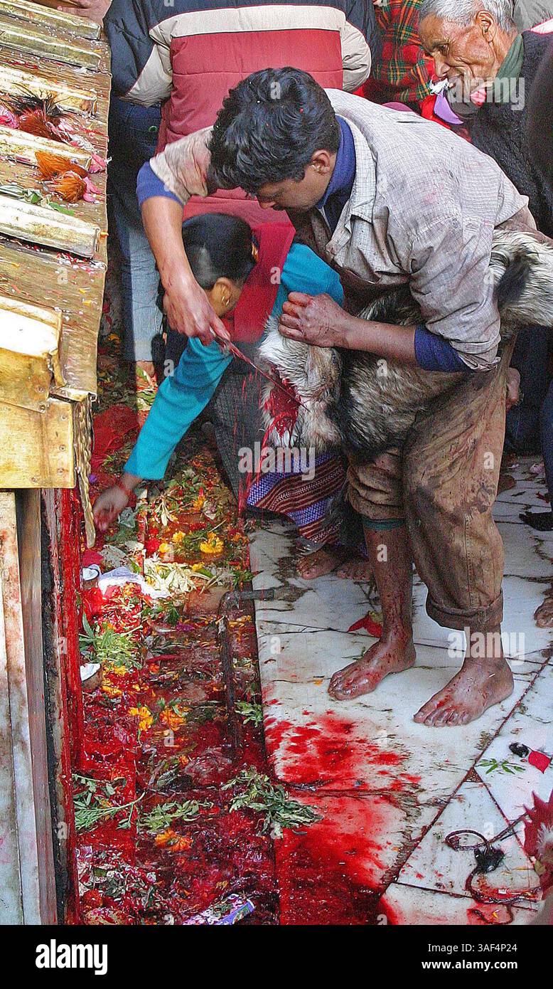 Dec 03, 2004; Kathmandu, NEPAL; A young Nepalese man, known as a Kassi ...