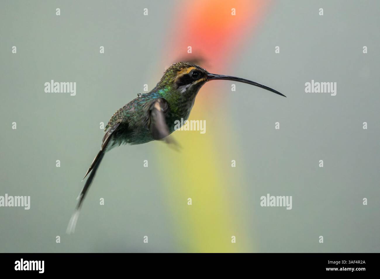 A White-whiskered Hermit hummingbird, Phaethornis yaruqui, in flight in ...