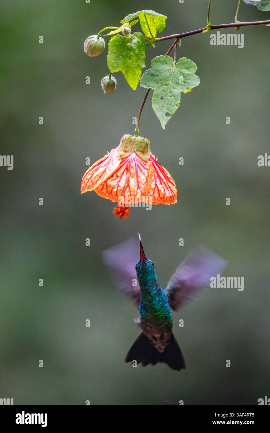 A Steely-vented Hummingbird approaches a Chinese Lantern flower to feed ...