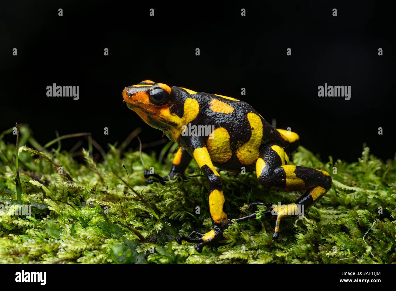 The Anchicaya Poison Dart Frog, Oophaga anchicayensis, an endangered ...