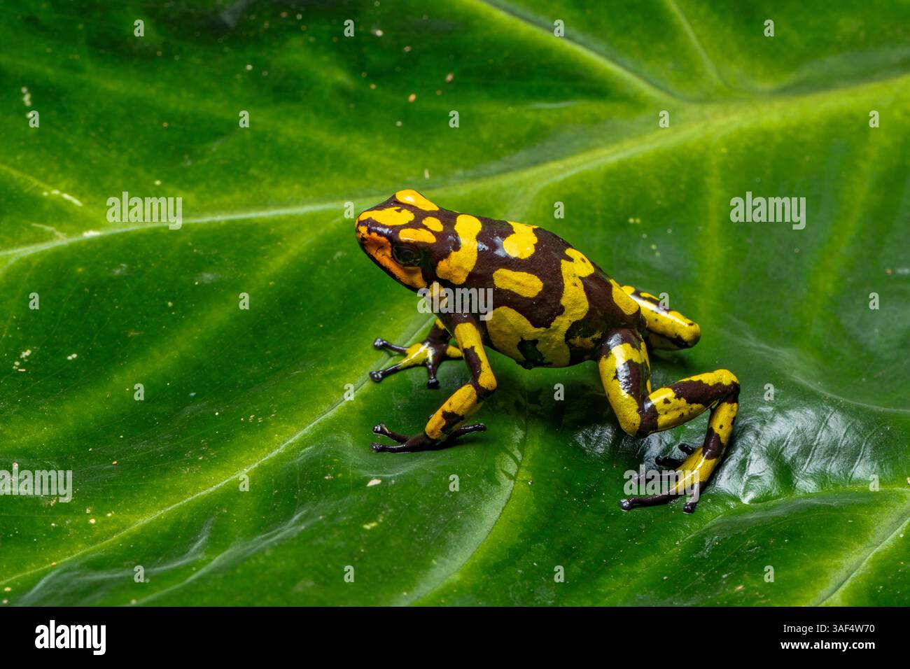 The Anchicaya Poison Dart Frog, Oophaga anchicayensis, an endangered ...