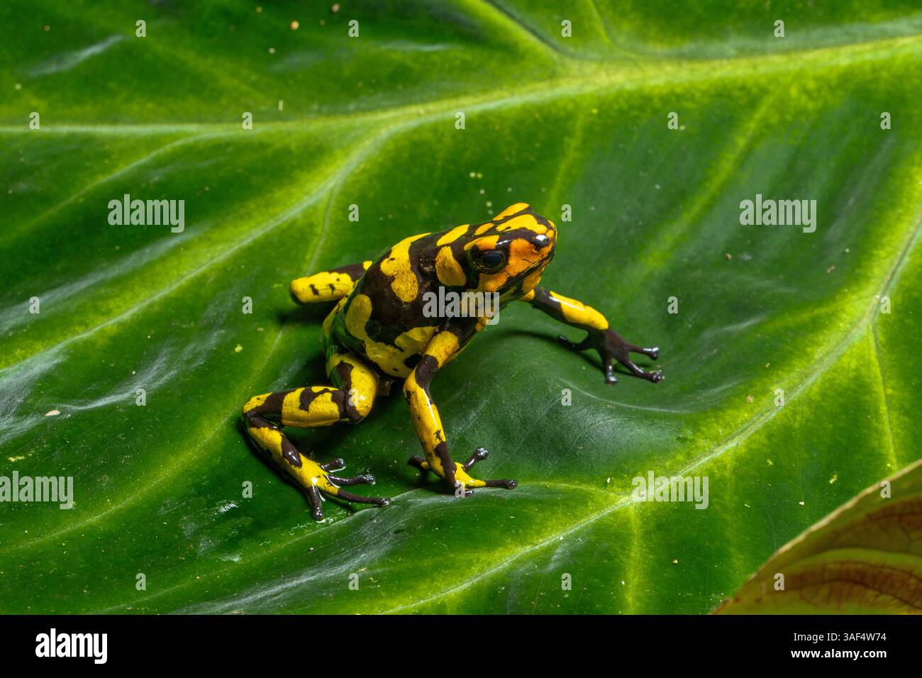 The Anchicaya Poison Dart Frog, Oophaga anchicayensis, an endangered ...