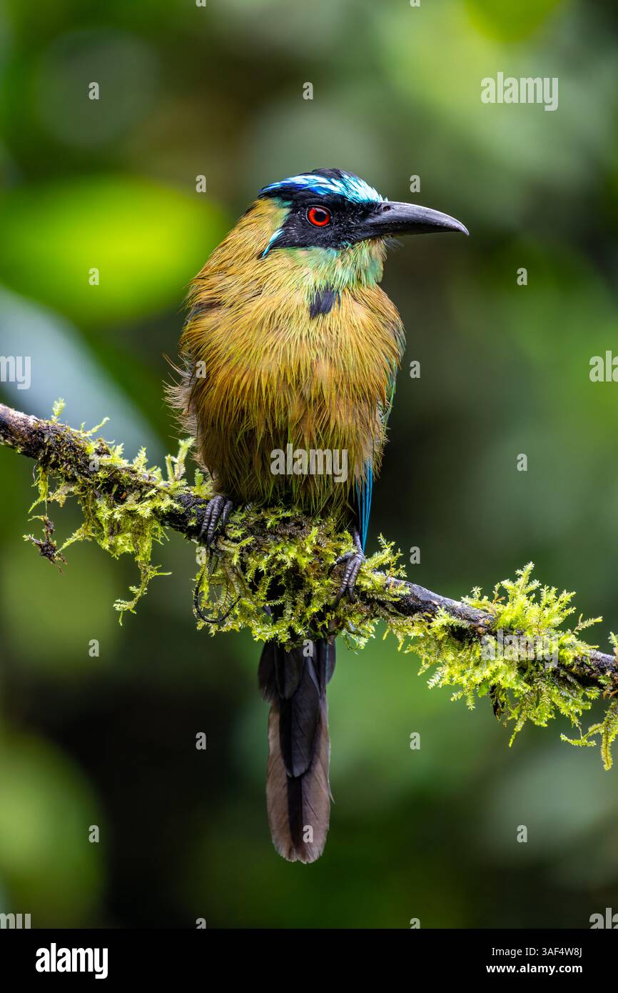 An Andean Motmot, Momotus aequatorialis, perched after a rain in ...