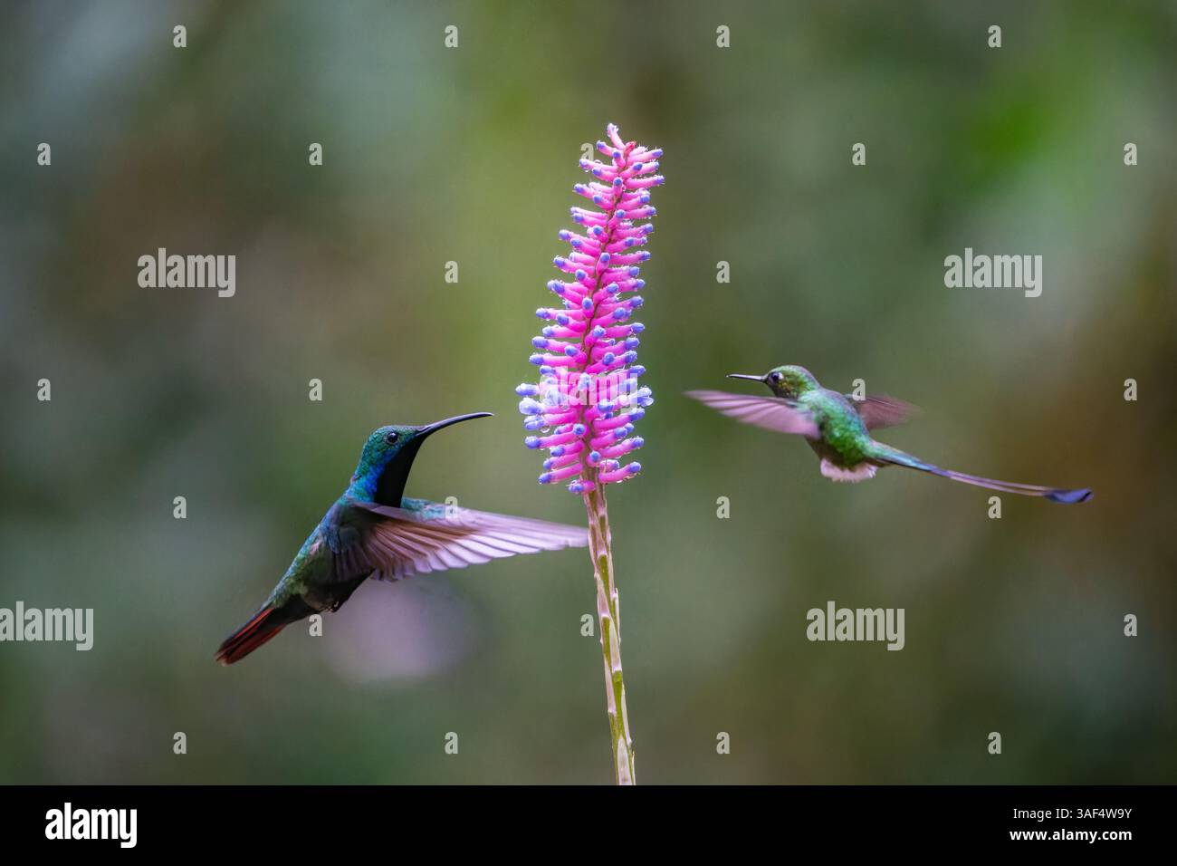 A male Black-throated Mango & a male White-booted Racket-tail compete ...