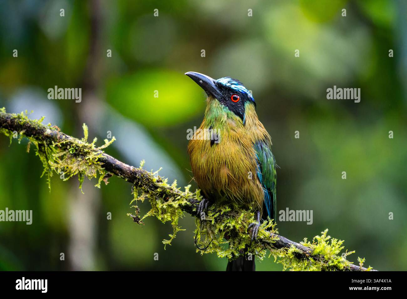 An Andean Motmot, Momotus aequatorialis, perched after a rain in ...