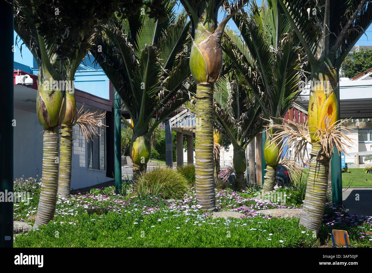 Nikau palm trees, Titahi Bay shopping centre, Porirua, Wellington ...
