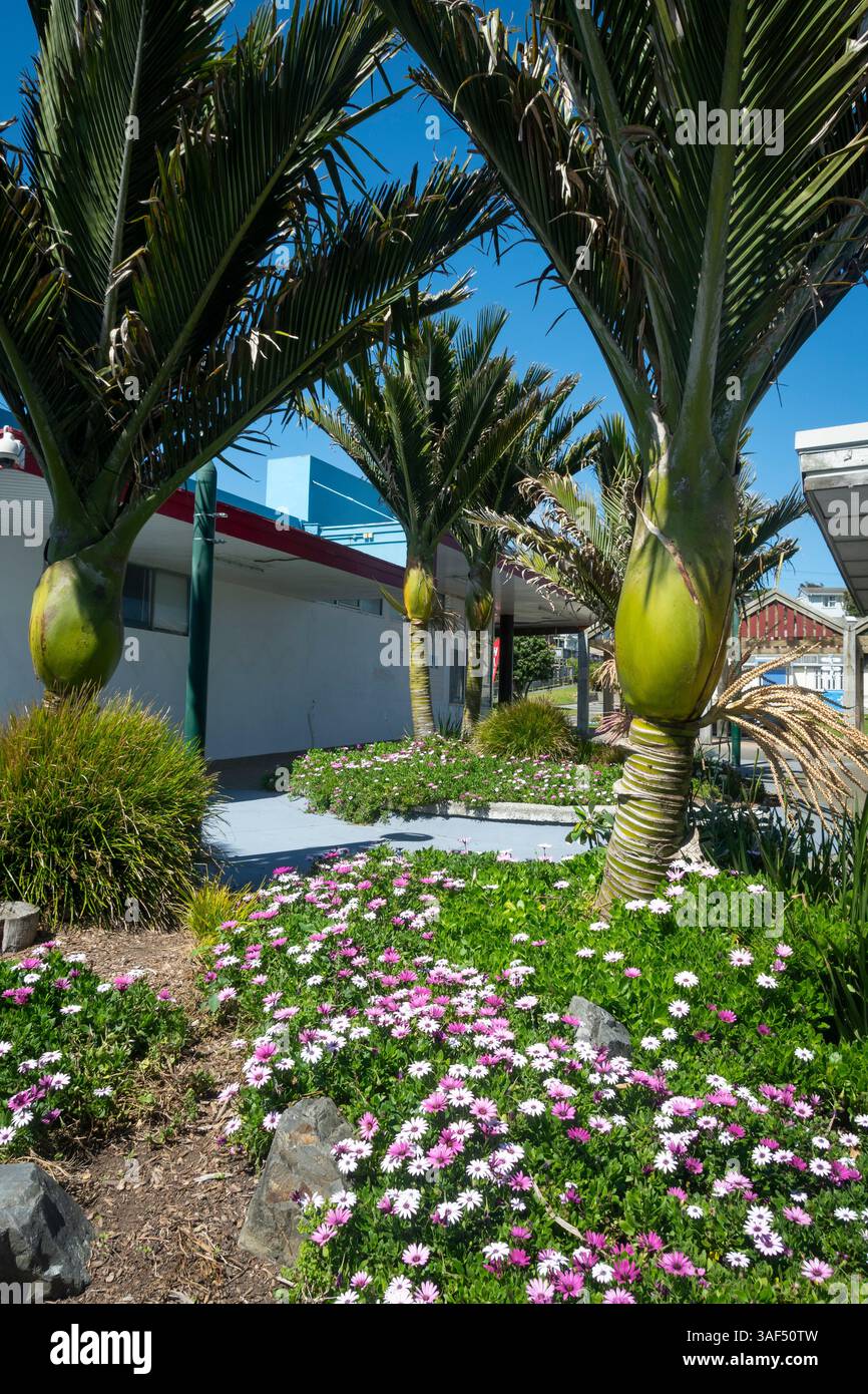 Nikau palm trees, Titahi Bay shopping centre, Porirua, Wellington ...