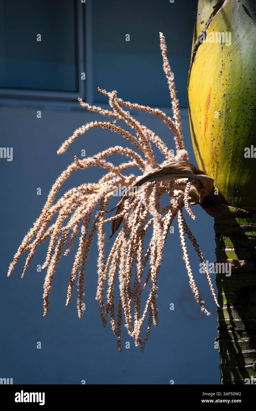 Nikau palm tree flowers, Titahi Bay shopping centre, Porirua ...