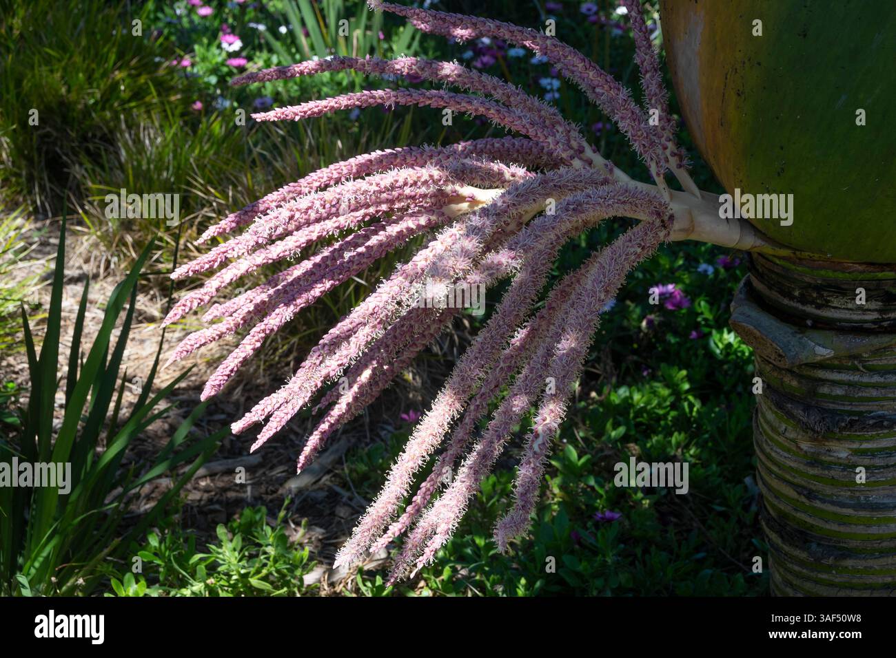 Nikau palm tree flowers, Titahi Bay shopping centre, Porirua ...