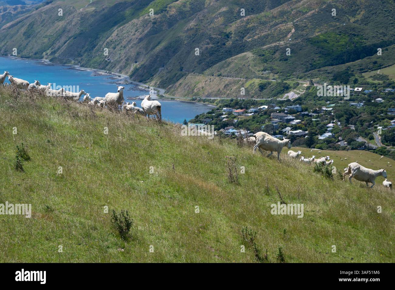 Pukerua Bay, Porirua, Wellington, North Island, New Zealand Stock Photo ...
