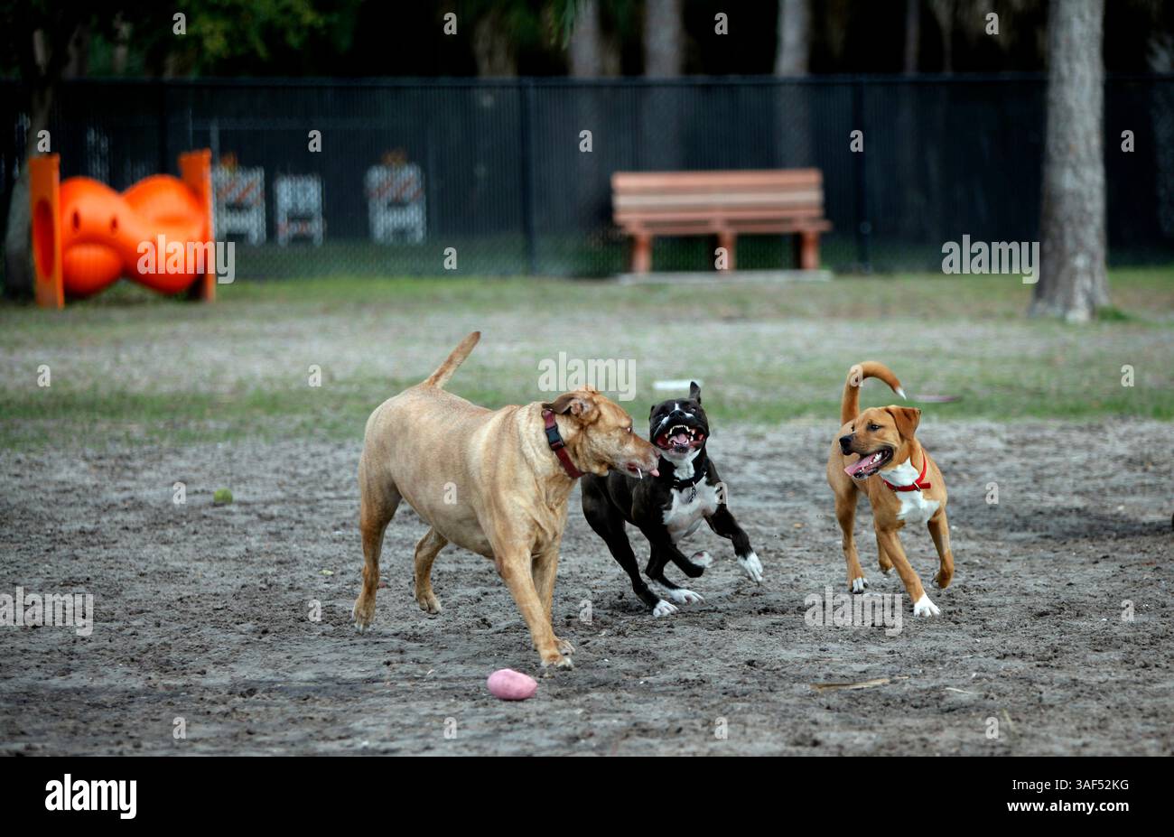 Flying dog trail hi-res stock photography and images - Alamy