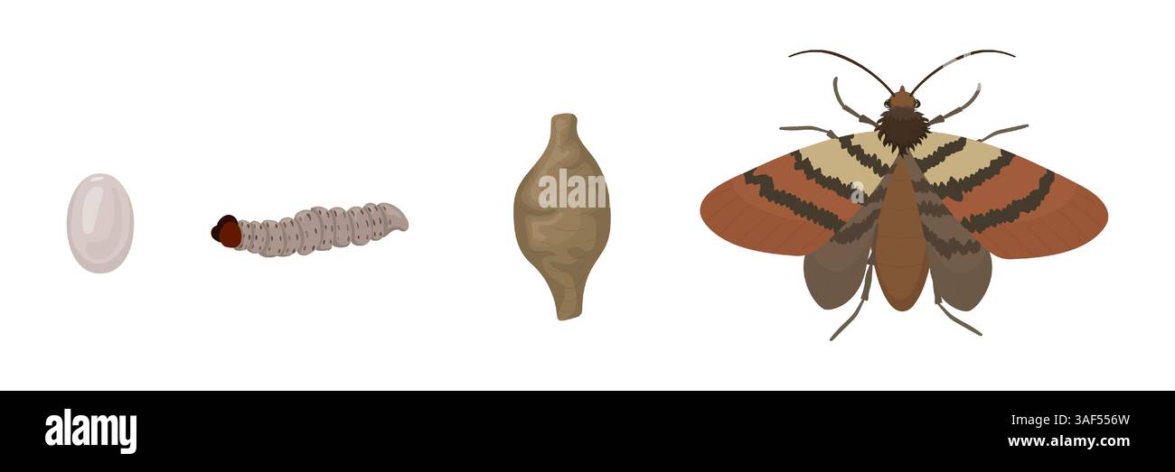 Complete life cycle of an Indian meal moth, featuring the four distinct ...