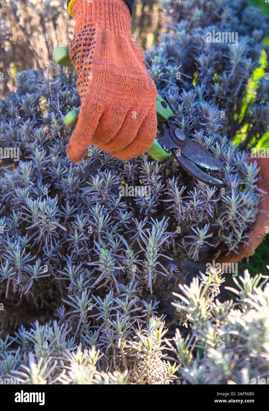 Gardener trimming lavender bushes selective hi-res stock photography ...