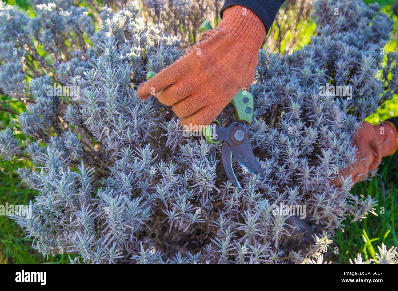 Gardener trimming lavender bushes selective hi-res stock photography ...
