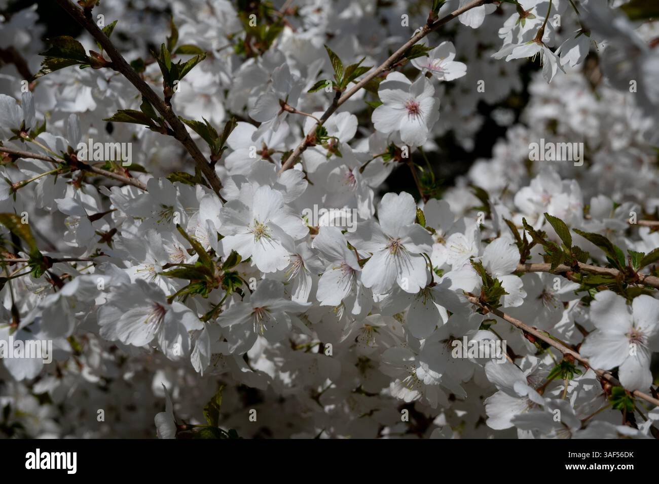 Prunus incisa "The Bride" at Batsford Arboretum, Gloucestershire, UK ...