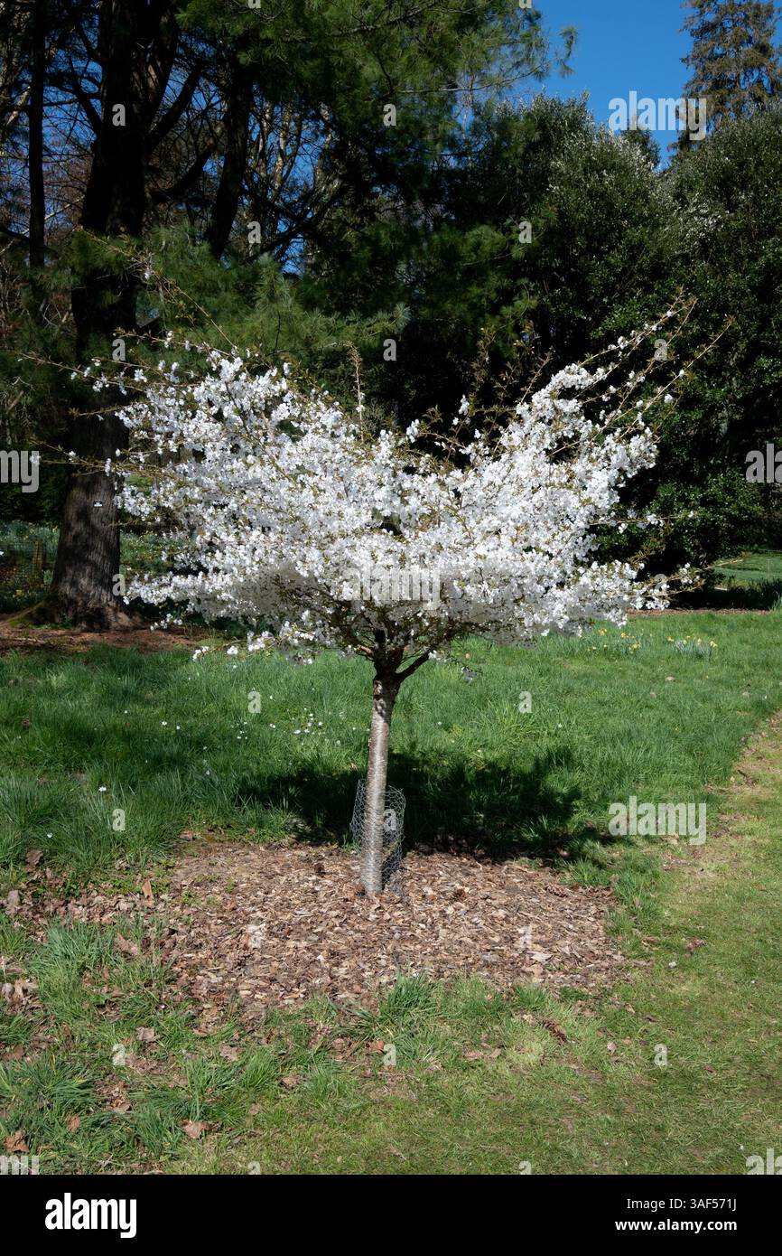 Prunus incisa the bride hi-res stock photography and images - Alamy