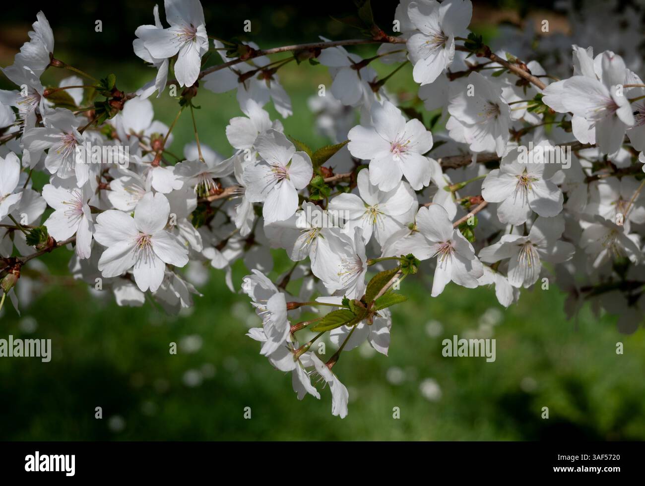 Prunus incisa "The Bride" at Batsford Arboretum, Gloucestershire, UK ...