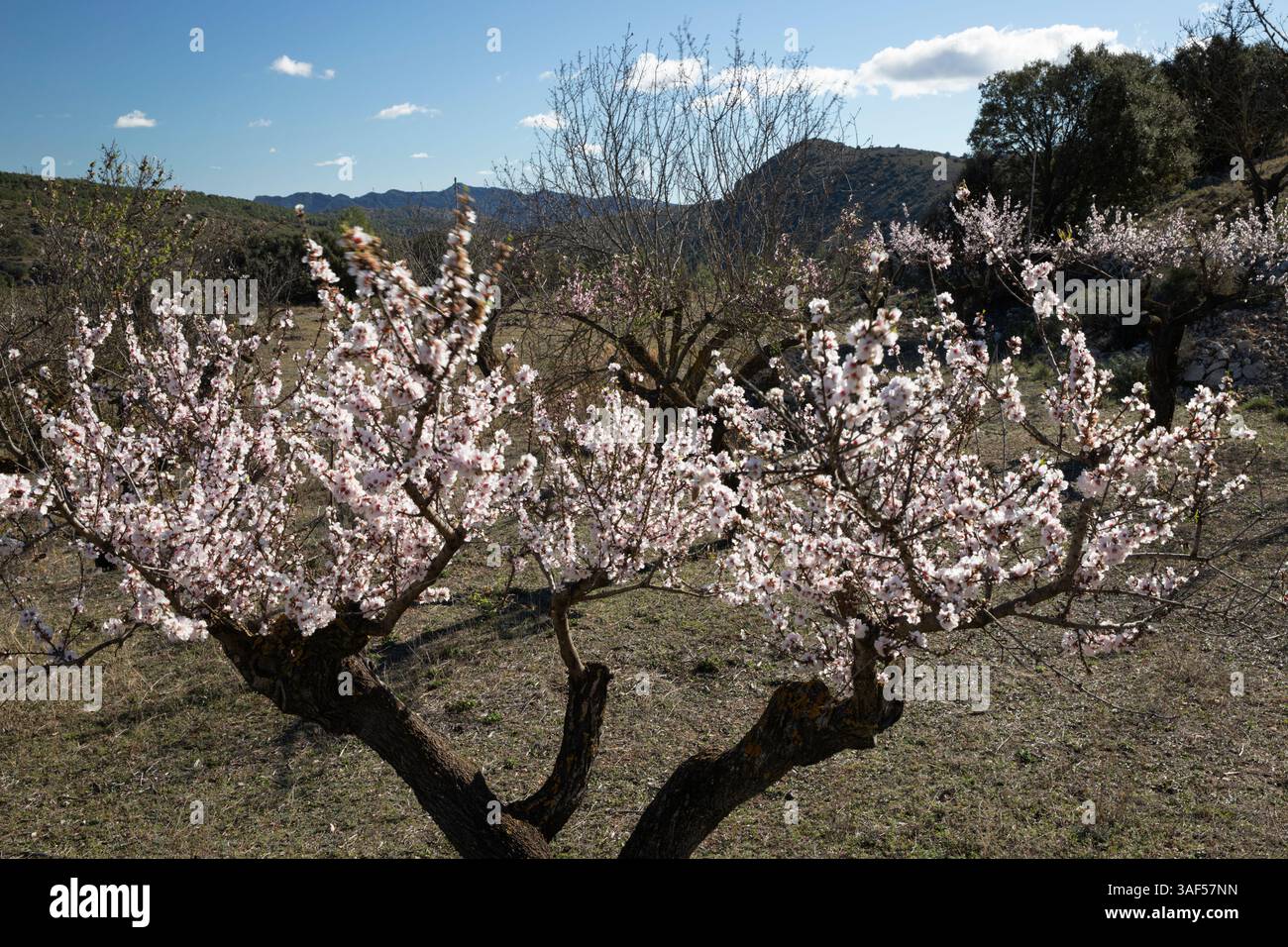 Almond blossom in the mountains, Tarbena, Alicante Province, Valencia ...