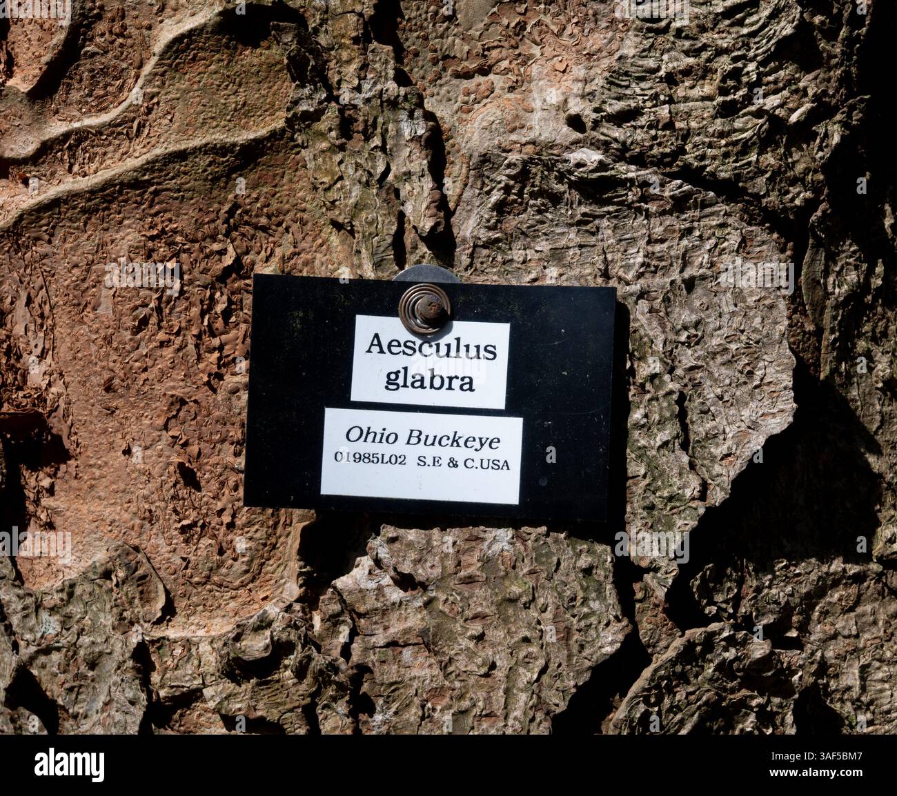 Aesculus glabra (Ohio Buckeye) tree label, Batsford Arboretum ...