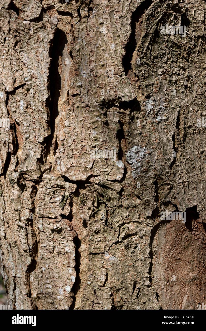 Aesculus glabra (Ohio Buckeye) tree bark, Batsford Arboretum ...