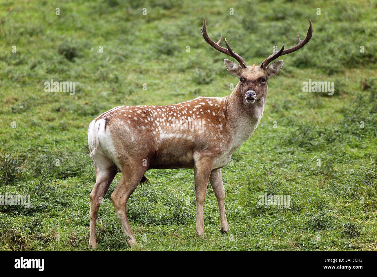 Sept. 11, 2004 - Persian Fallow Deer, dama mesopotamica, Male standing ...