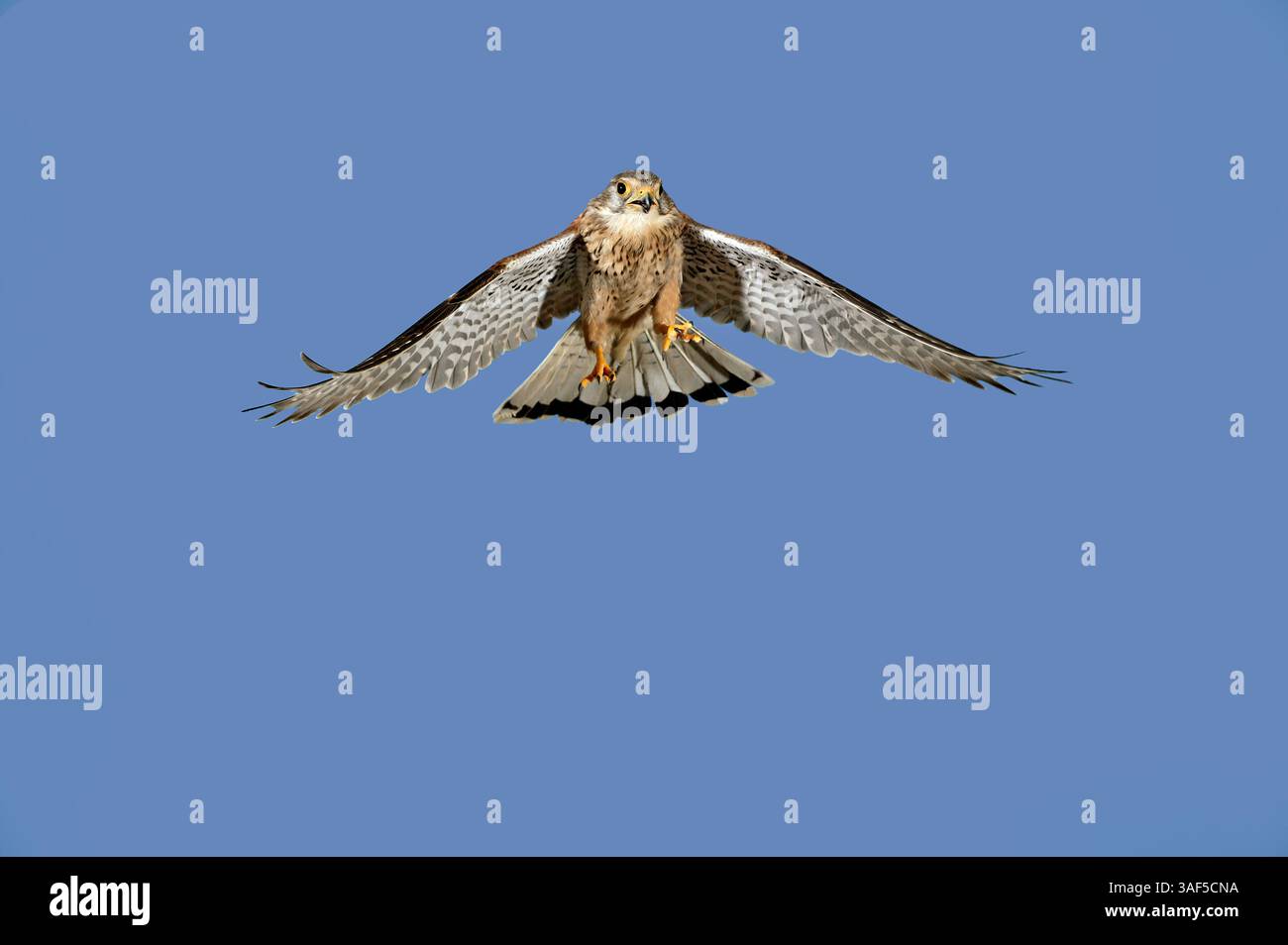 Feb. 21, 2005 - Common Kestrel, falco tinnunculus, Adult in Flight ...