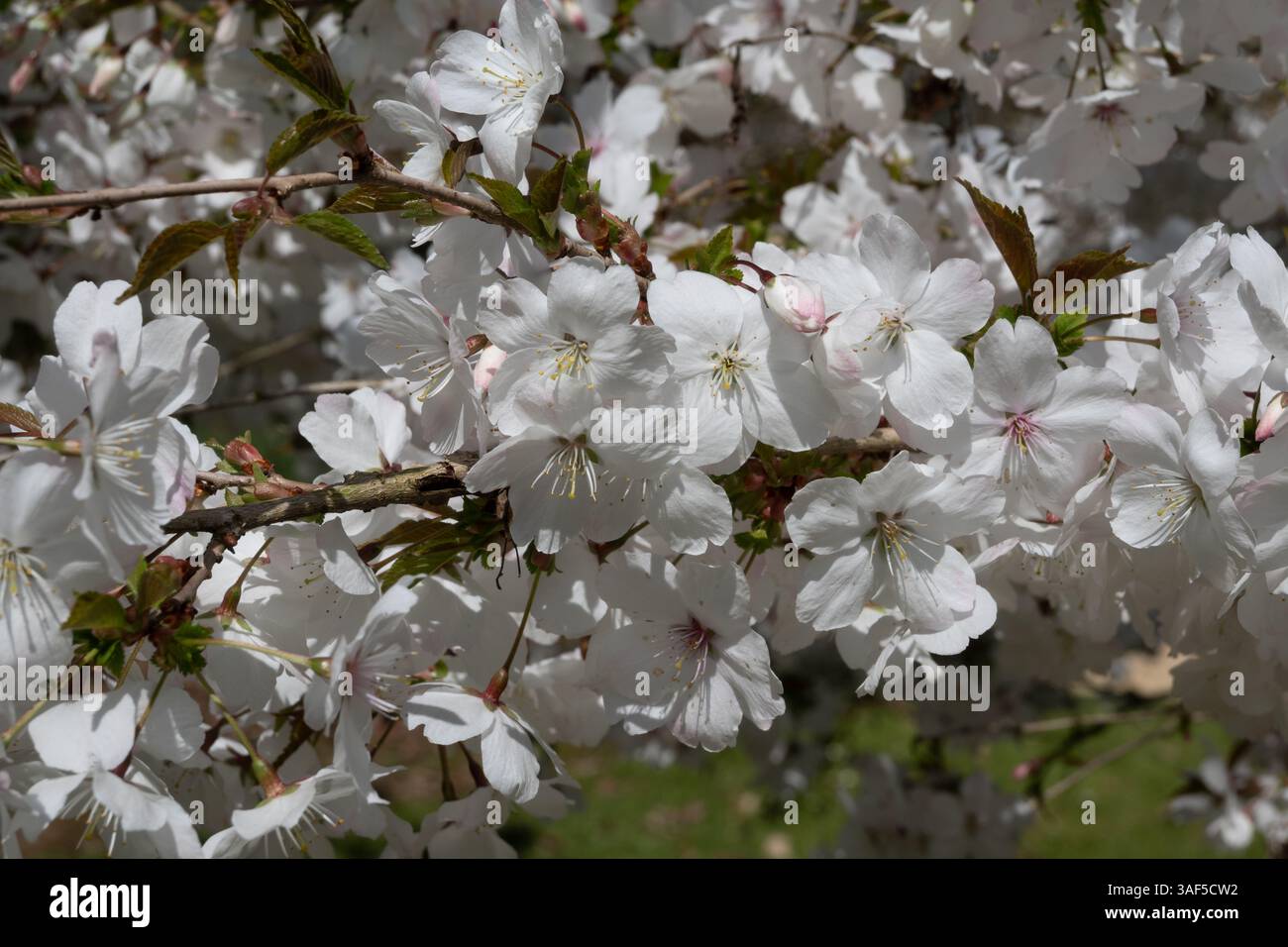 Prunus incisa "The Bride" at Batsford Arboretum, Gloucestershire, UK ...