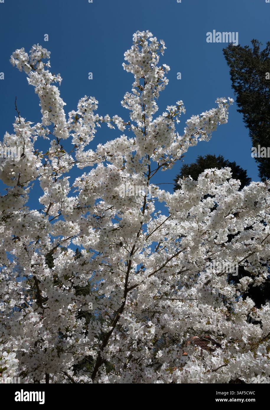 Prunus bride flowering cherry tree hi-res stock photography and images ...