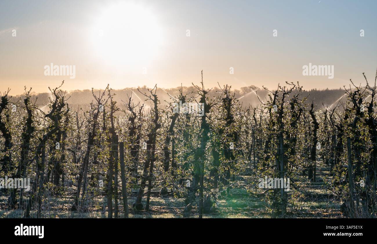 Frost protection for apple blossom in the 'Altes Land' growing region ...