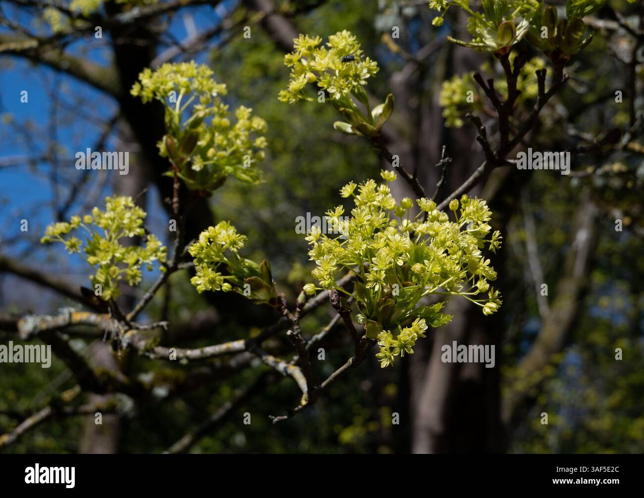 Acer platanoides (Norway Maple) flowering in spring, Batsford Arboretum ...