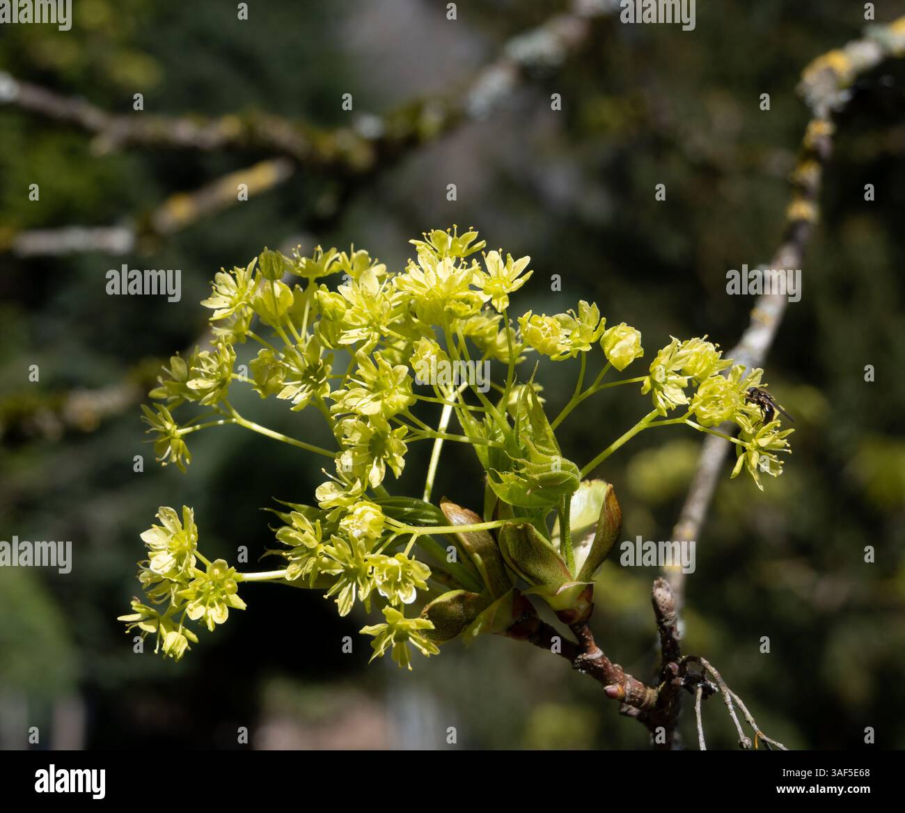 Acer platanoides (Norway Maple) flowering in spring, Batsford Arboretum ...
