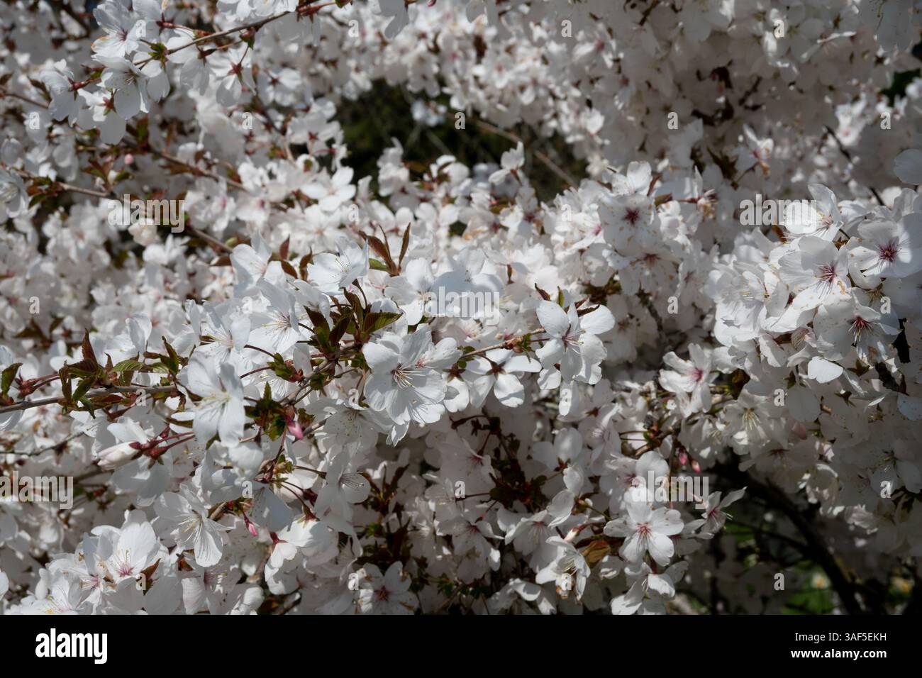 Prunus incisa "The Bride" at Batsford Arboretum, Gloucestershire, UK ...