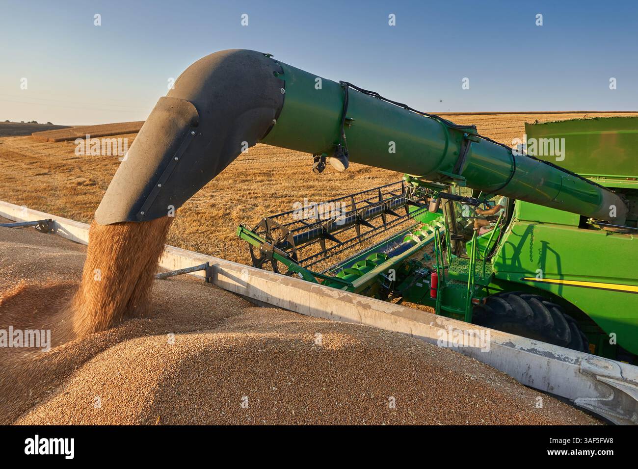 Grain pouring from combine harvester into trailer during wheat harvest ...