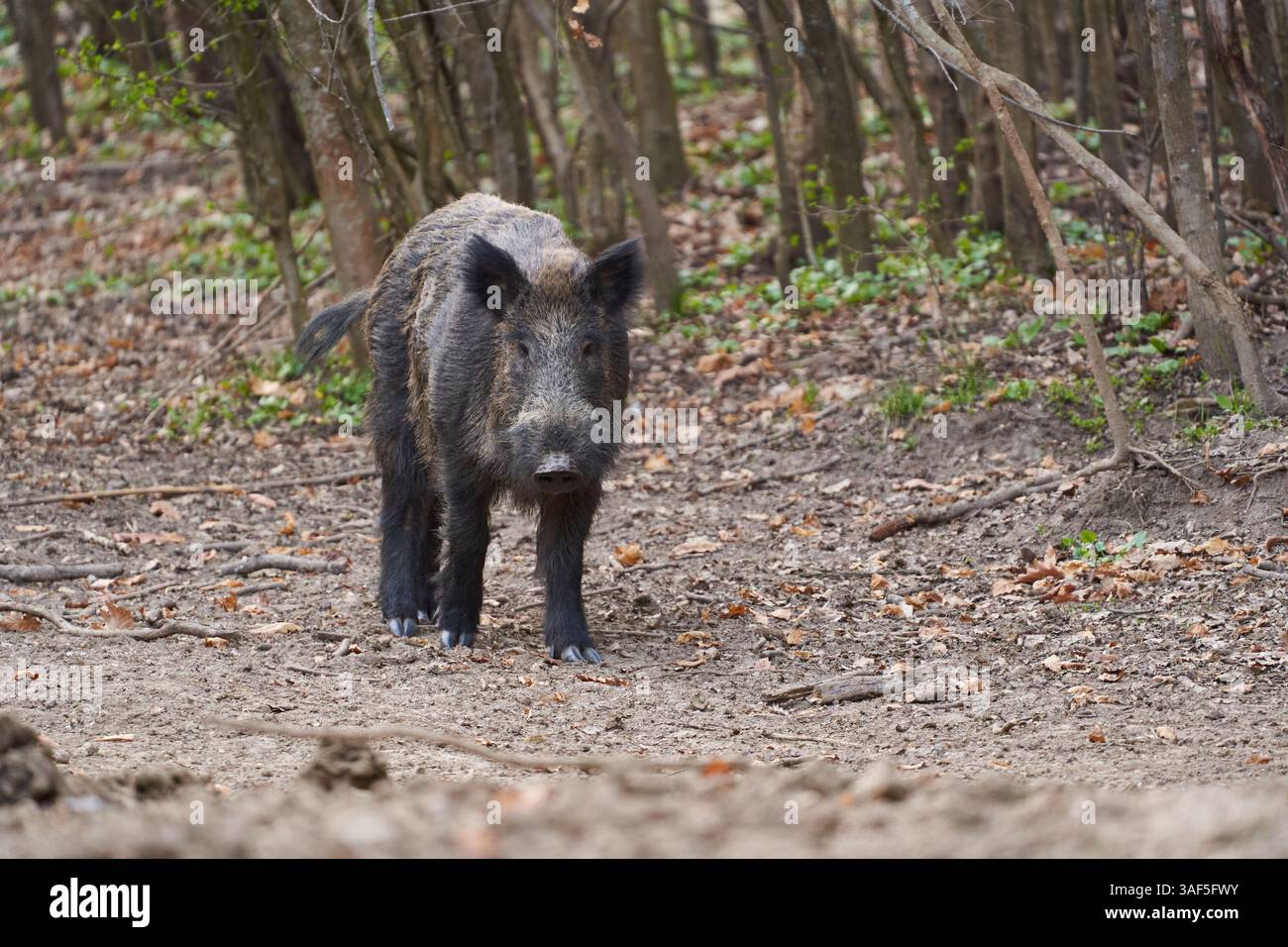 Wild boar walking across muddy forest clearing with coarse fur and ...