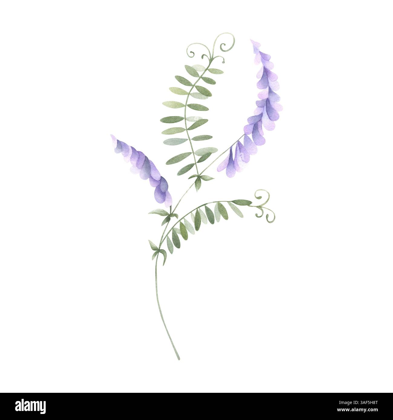 Mouse pea wildflower with lilac purple buds and green leaves. Hand ...