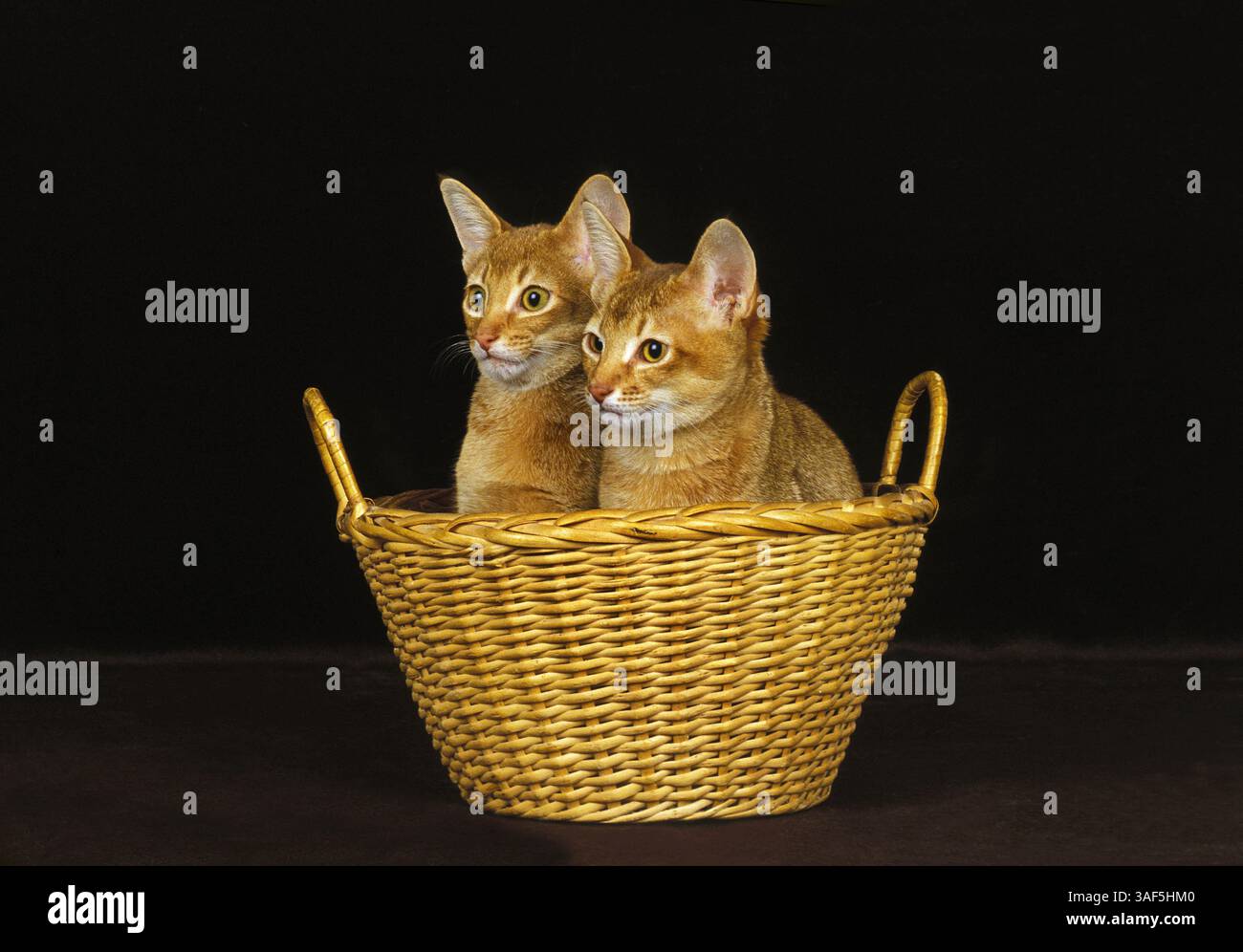 Jan. 14, 2015 - France - Red Abyssinian Domestic Cat, Kittens in Basket ...