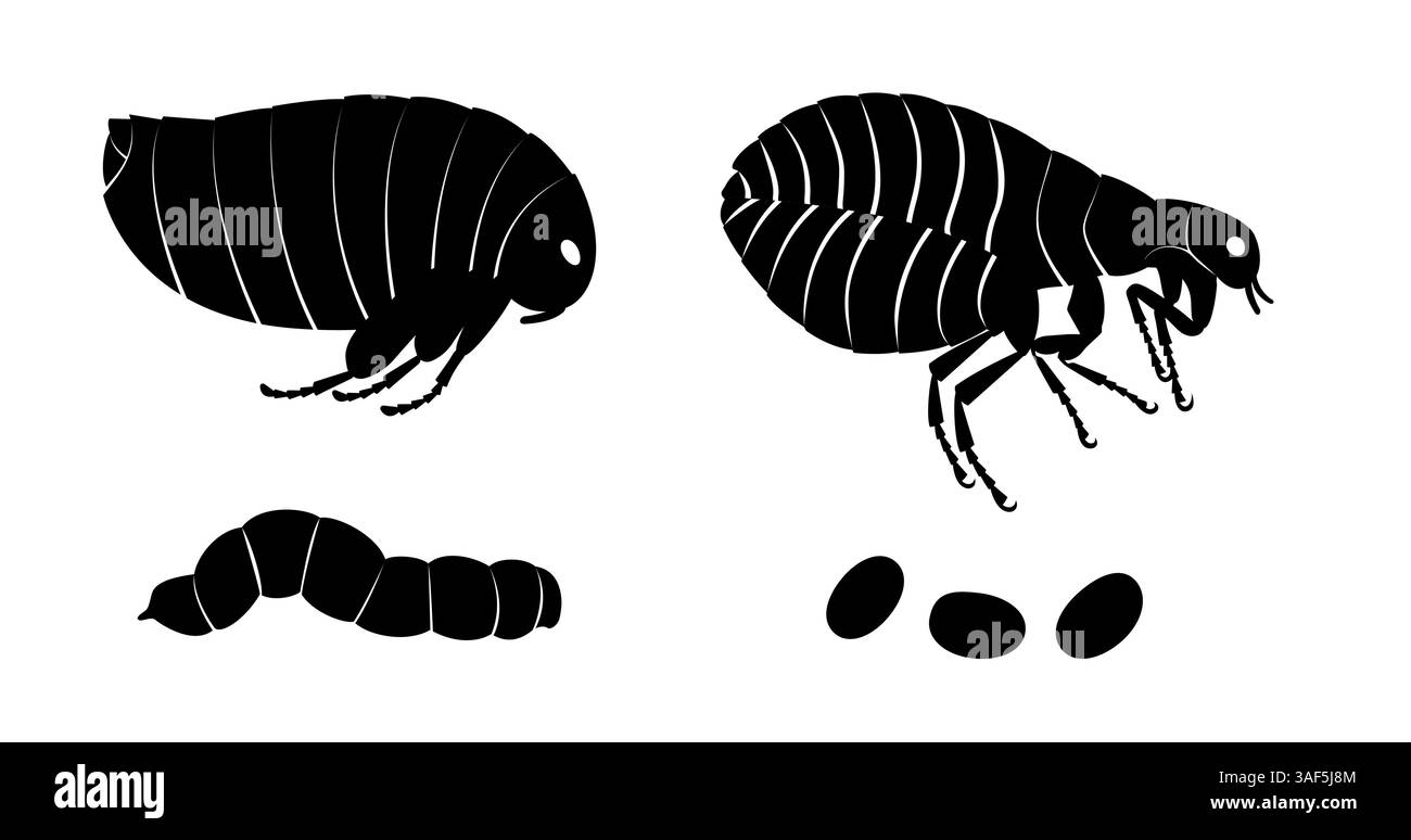Illustrating the flea life cycle, highlighting various developmental ...